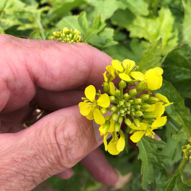 Ancient Grains, Quinoa and Yellow Mustard – Highland Specialty Grains
